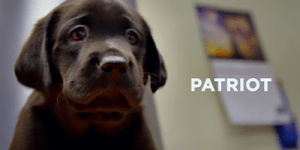 Pick Of The Litter (2019) – How Much Is That Doggie In The Window ...