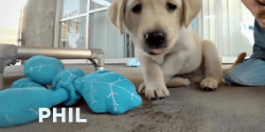 Pick Of The Litter (2019) – How Much Is That Doggie In The Window ...